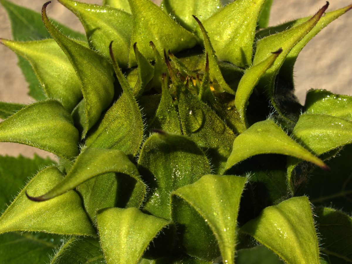 Fiber ‘roadways’ Drive How Plants Take Shape