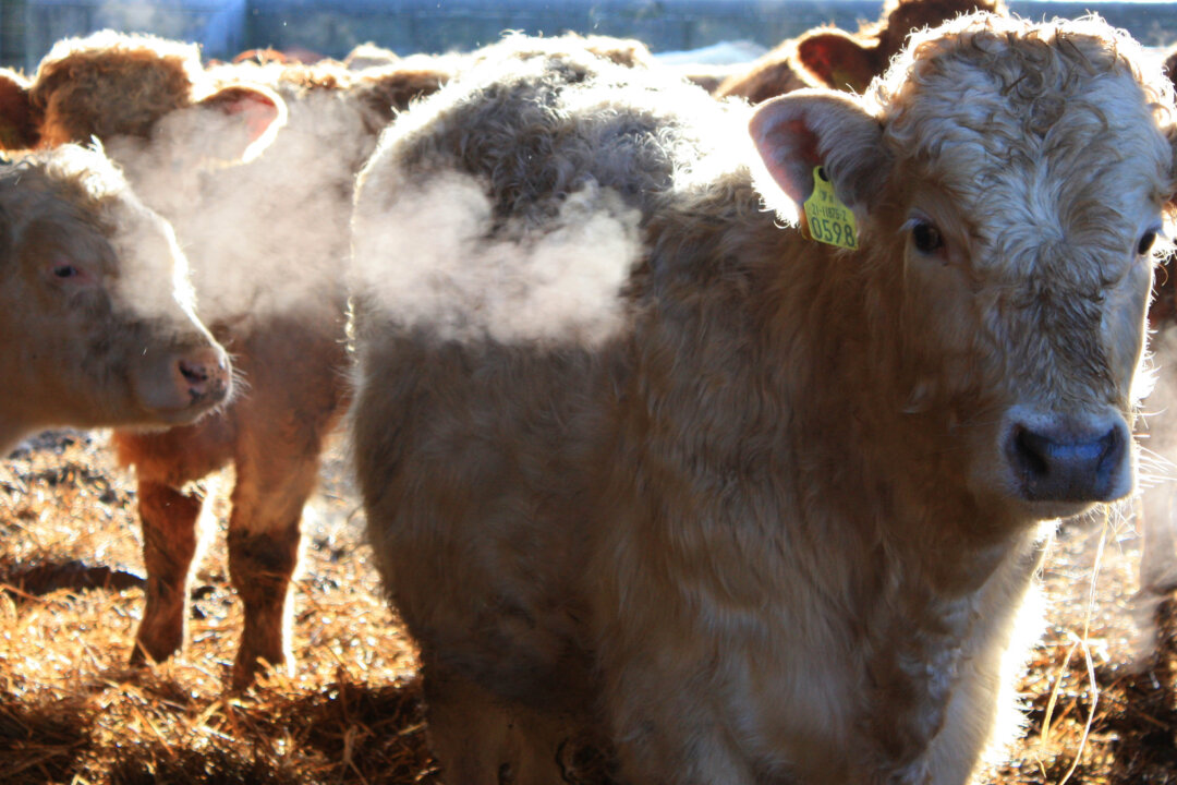 Hormones for Cattle Stick Around in Streams | The Epoch Times