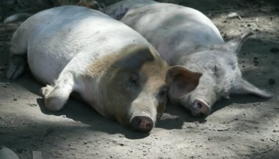 Pigs Exhibit Smarts Similar to Chimps, Dolphins, Dogs (Video) | The ...