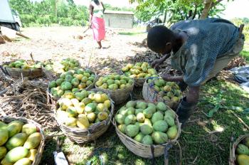Mango Industry in Haiti—Good Prospects if It Can Overcome Challenges