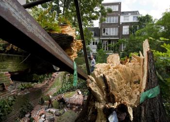 Anne Frank’s Chestnut Tree Collapses | The Epoch Times