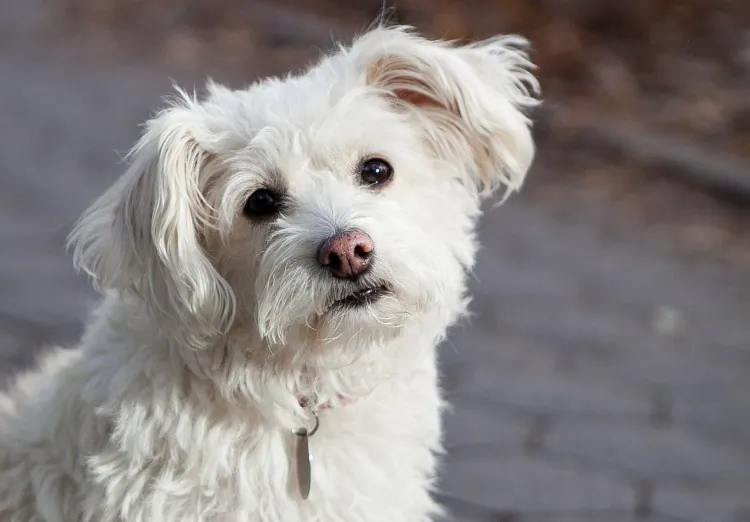 Unah the Happy Rescue in Central Park (Photo)