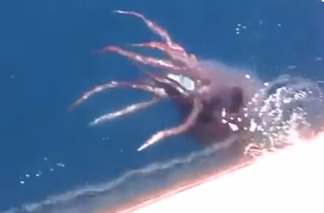 Viral: Rare Giant Squid Caught on Camera | The Epoch Times