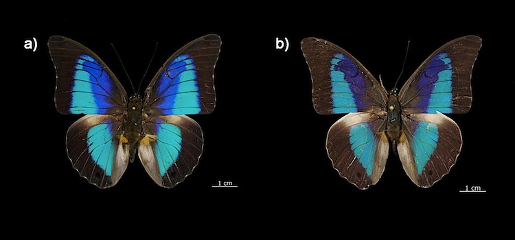 DNA Barcoding Uncovers New Butterfly Species in Mexico | The Epoch Times