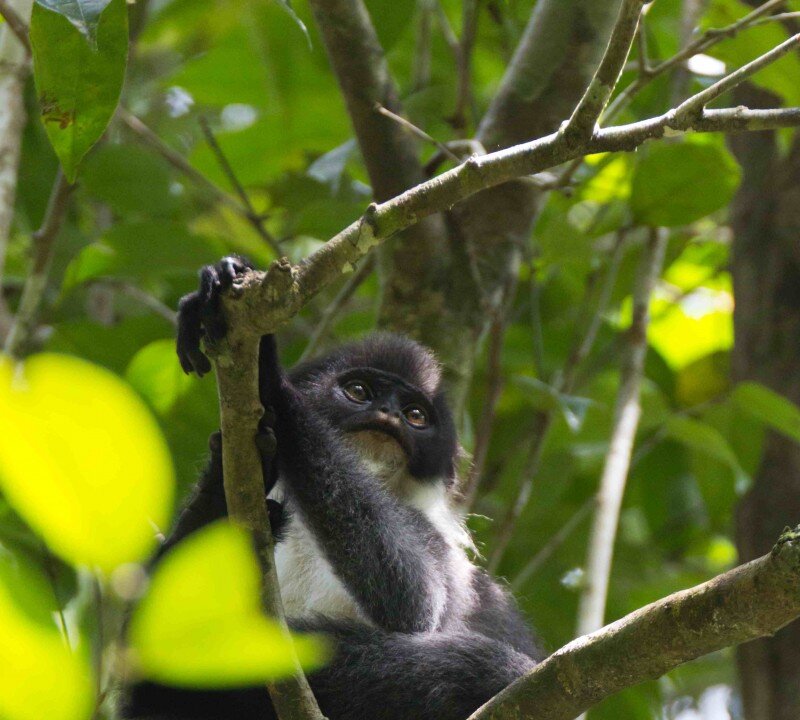 Borneo Monkey Thought Extinct Found Outside Its Known Range | The Epoch ...
