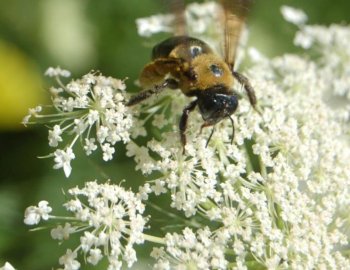 ‘Bee-ing’ in a Complex World | The Epoch Times