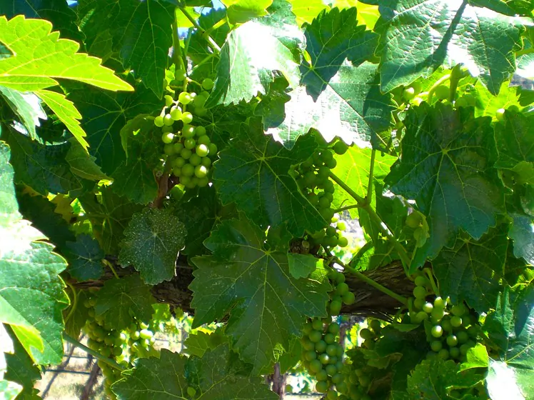 On Wine: Captivating Canadian Wine