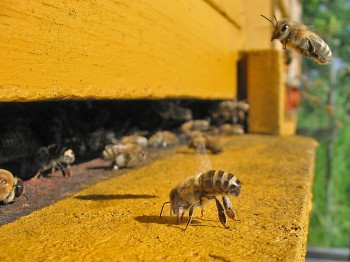 Stressed Out Bees Get the Blues | The Epoch Times