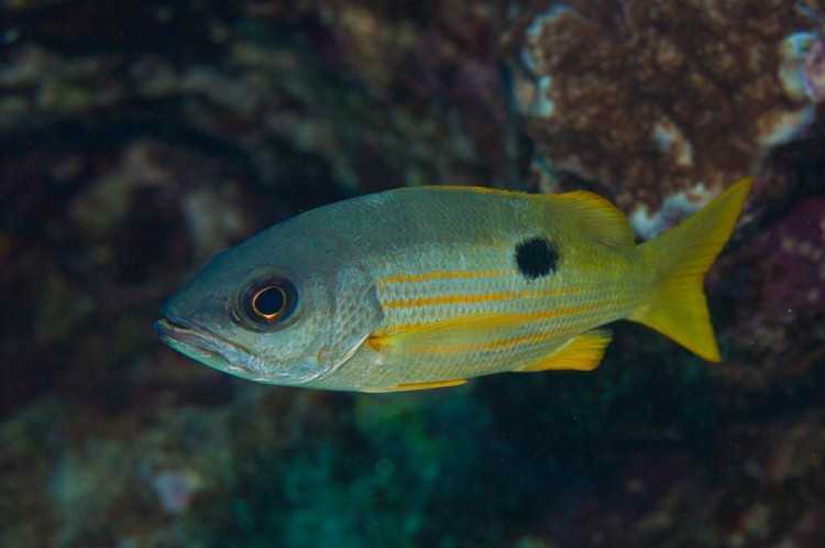 Tropical Fish Ear Bones Reveal High Habitat Connectivity | The Epoch Times