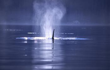 Saving Luna: Moving Story of a Curious Orca | The Epoch Times