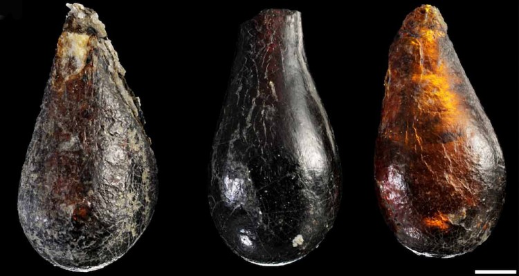 SCIENCE IN PICS: Three Triassic Era Amber Droplets | The Epoch Times