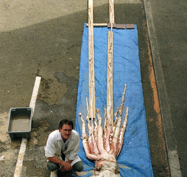 Giant Squid Use Huge Eyes to Spot Sperm Whales | The Epoch Times