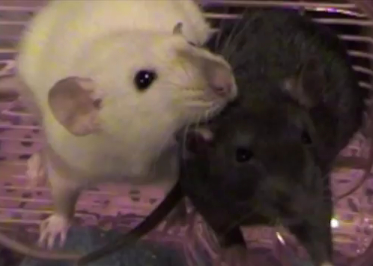Rats Exhibit Empathy, Particularly Females | The Epoch Times