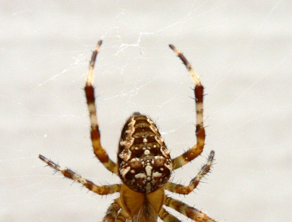 Ancient Spider Attacking Wasp Fossilized in Amber | The Epoch Times