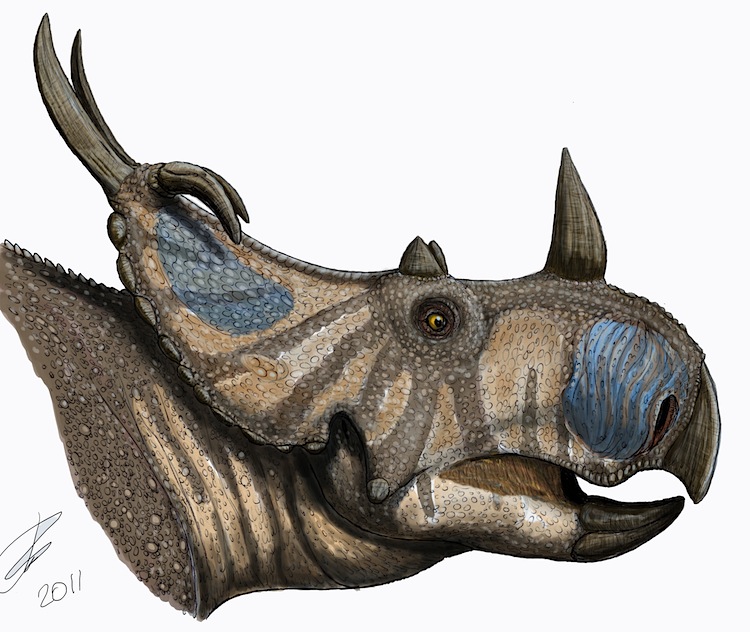 Horned Dinosaur Named Nearly a Century After Discovery | The Epoch Times