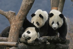 Panda Bites Unwelcome Visitor | The Epoch Times