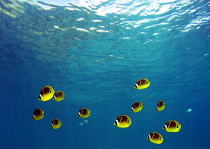 Chinese Hunger for Reef Fish Emptying Asian Seas | The Epoch Times