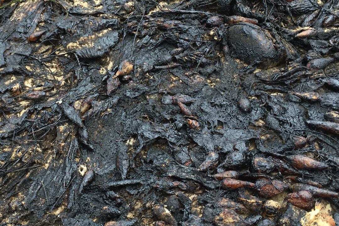 Oily Spill Closes Popular Beach at New York’s Lake George | The Epoch Times