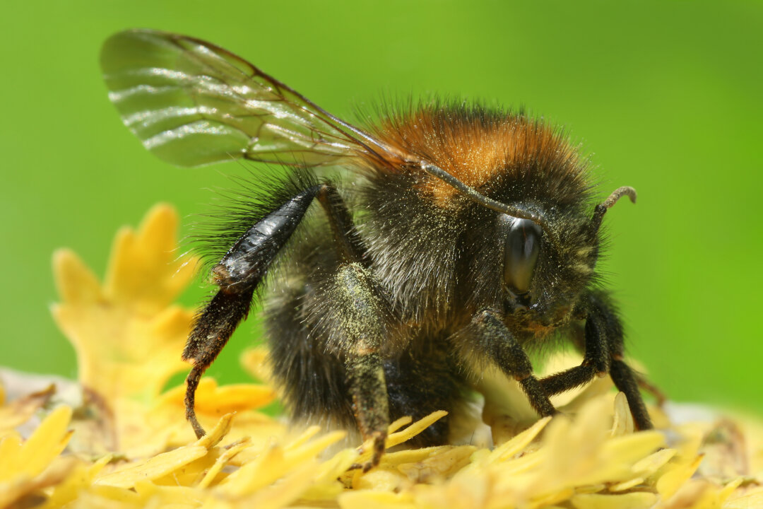 Fewer Flowers Mean Bumblebee Tongues Are Shrinking | The Epoch Times