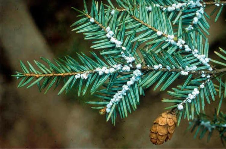Invasive Insects Threaten Northeast Hemlocks