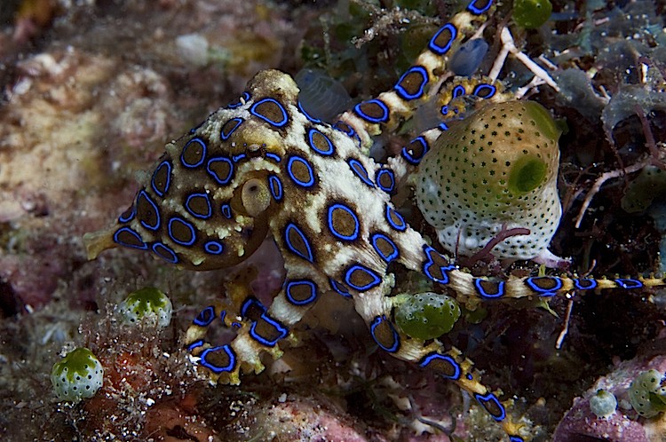 SCIENCE IN PICS: Blue-Ringed Octopus