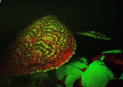 This Turtle is Fluorescent, and Scientists Aren't Sure Why (Video ...