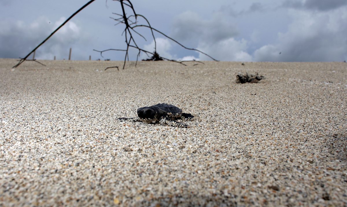 Turtle Espionage: Beach Walkers Asked to Help Discover and Protect Nests