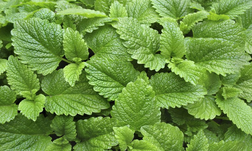 Get Calm And Focused With Lemon Balm get-calm-and-focused-with-lemon-balm