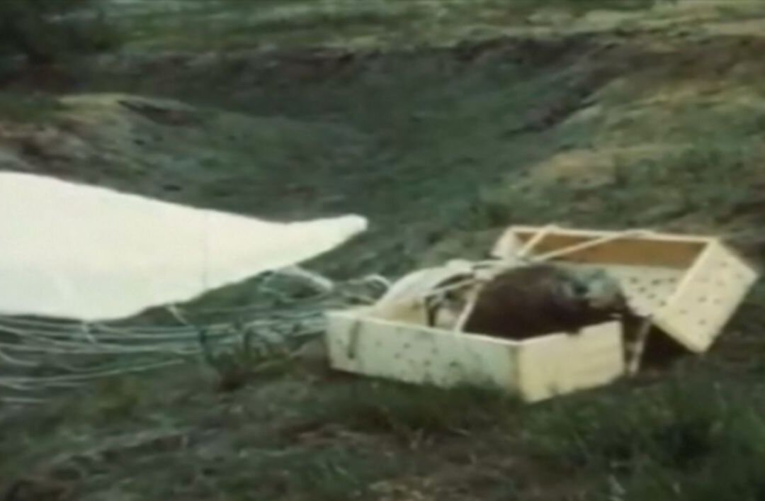 Idaho Agency Finds Historic Footage of Parachuting Beavers | The Epoch ...