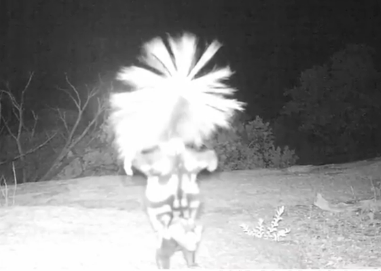 This Skunk Dances While Doing a Handstand (Video) | The Epoch Times