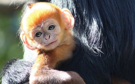 Extremely Rare Bright Orange Monkey Born (Video) | The Epoch Times