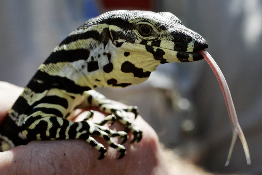 Viral Photo: Australian Man Goes Outside, Spots Giant Goanna on Side of ...