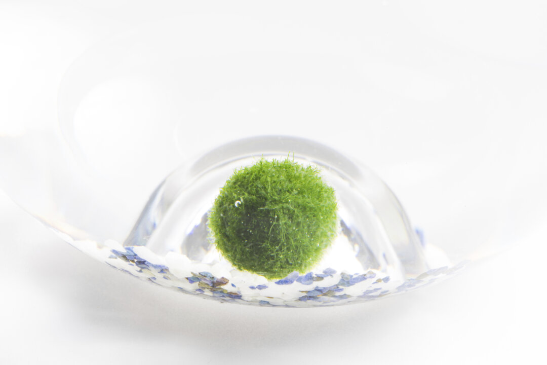 What’s Behind Japan’s Moss Obsession? | The Epoch Times