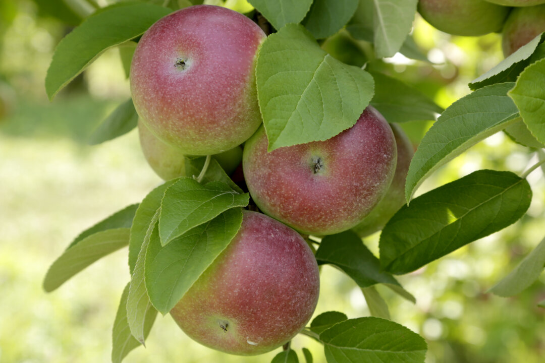How Do You Like Them Apples? 10 Ontario Farms That Offer a U-Pick ...