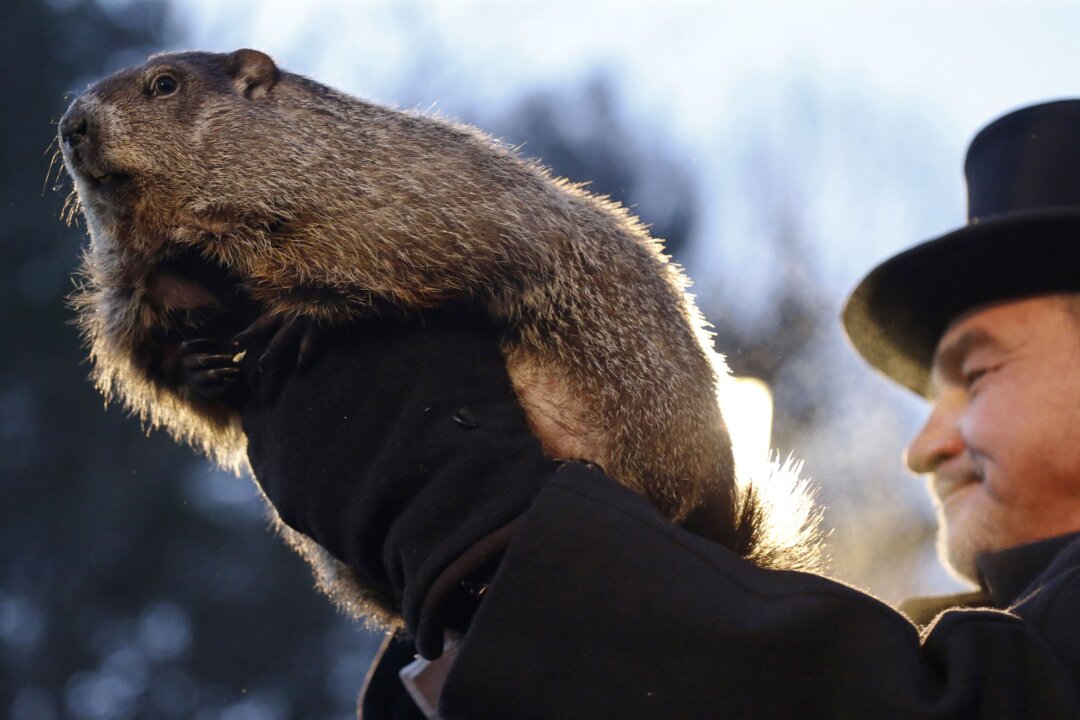 Pennsylvania’s Punxsutawney Phil ‘Predicts’ Early Spring | The Epoch Times