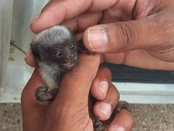 Adorable Palm-Sized Baby Monkey Rescued in Brazil (Video) | The Epoch Times