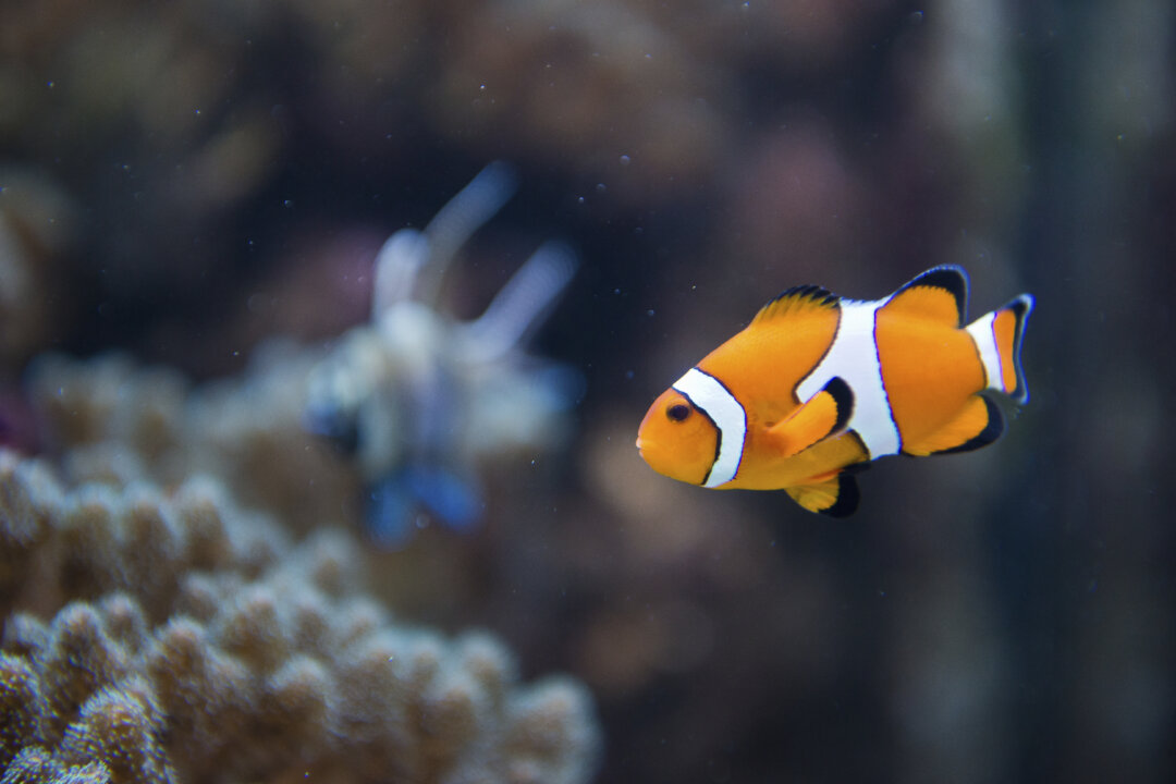 Do Fish Have Feelings? Maybe… | The Epoch Times
