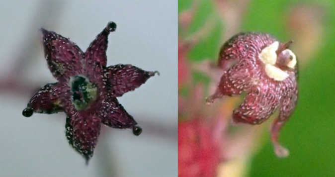 Scientist on Yakushima, Japan Finds New Parasitic Plant Species | The ...