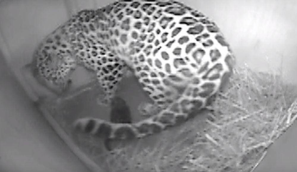 Video: Pittsburgh Zoo Announces Birth of Rare Amur Leopard