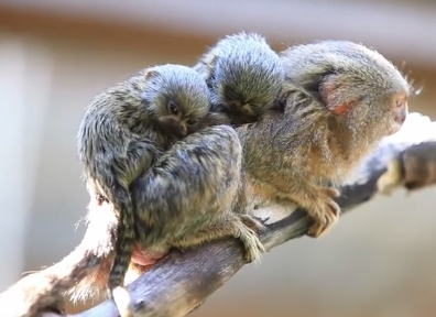 Viral Video Shows Babies of World's Smallest Monkeys (Video) | The ...