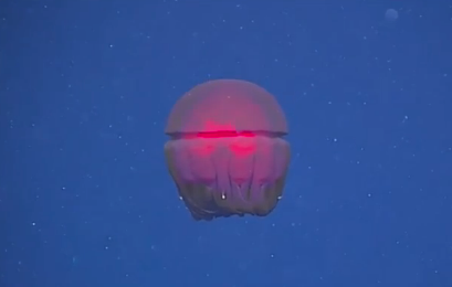 Deep Sea Exploration Crew Finds Bizarre Creatures (Video) | The Epoch Times