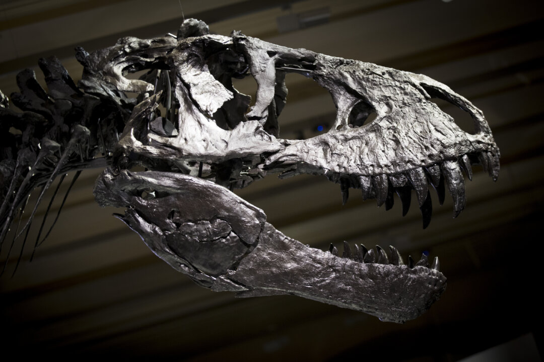 Scientists Think They Found a ‘Pregnant’ T. Rex Fossil | The Epoch Times