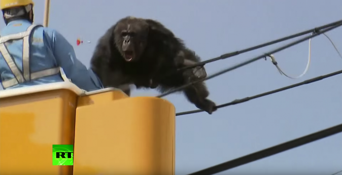Caught on Tape: Curious Chimp Escapes Zoo, Leads Authorities on ...