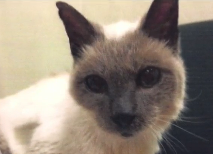 Meet The World’s Oldest Cat (Video) | The Epoch Times