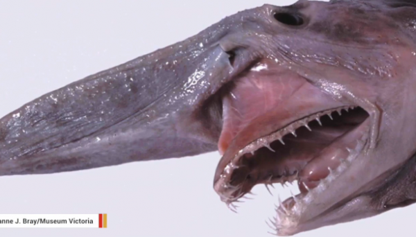 Meet The World's Strangest Shark (Video) | The Epoch Times