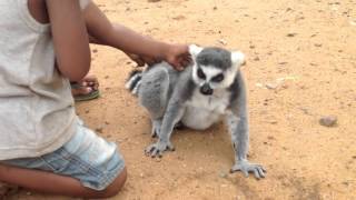 The Disturbing Backstory to the ‘Cute Lemur’ Viral Video | The Epoch Times