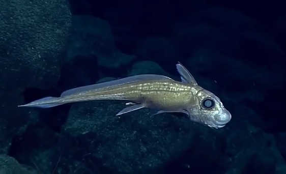10 Deep Sea Creatures That Look Like They Came From Outer Space (Video ...