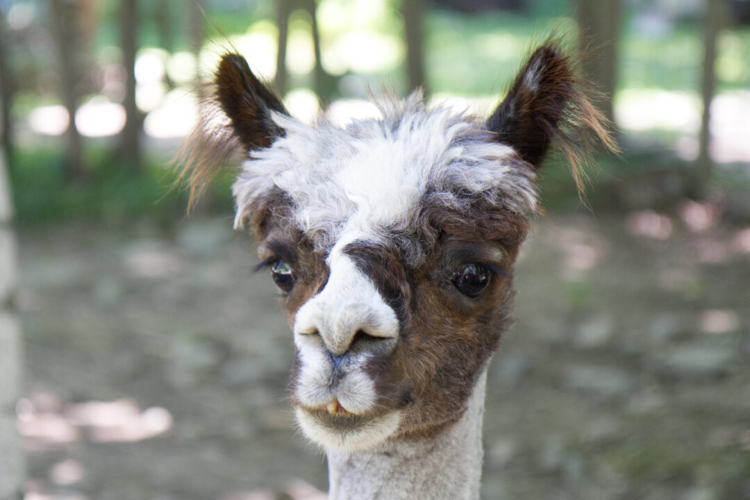 Photo Gallery: Rock Ridge Alpacas | The Epoch Times