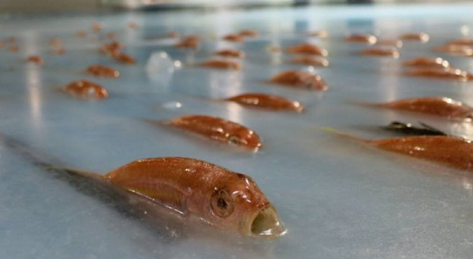 Japan's Skating Rink Faces Backlash After Freezing Thousands of Fish ...