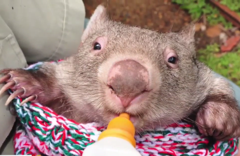 George, the Orphaned Baby Wombat, Becomes an Internet Sensation (Video ...